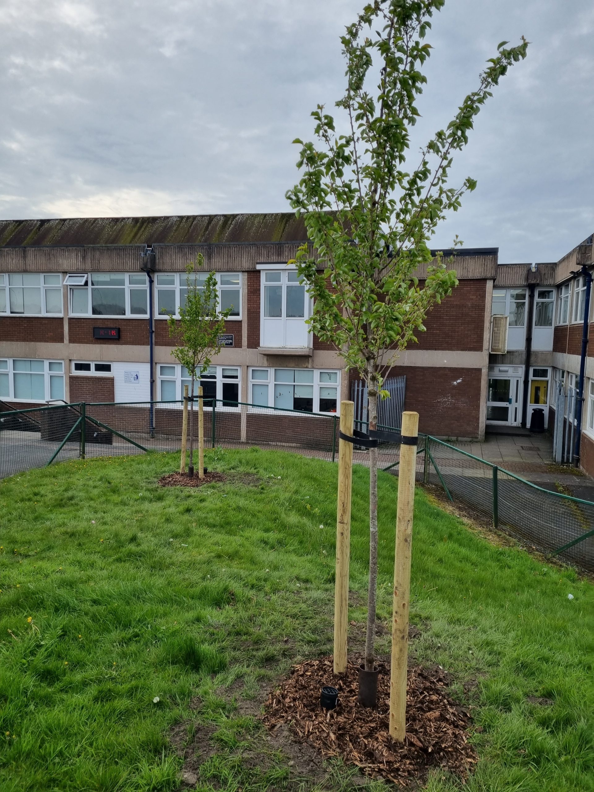 City of Trees - Little Lever School